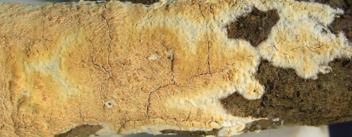 Wet Rot - Causes, Identification & Solution - Allcott Associates